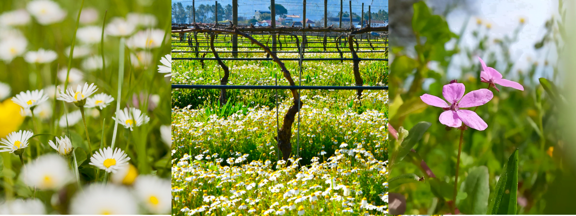 A Primavera e o Equinócio de Março A Primavera e o Equinócio de Março